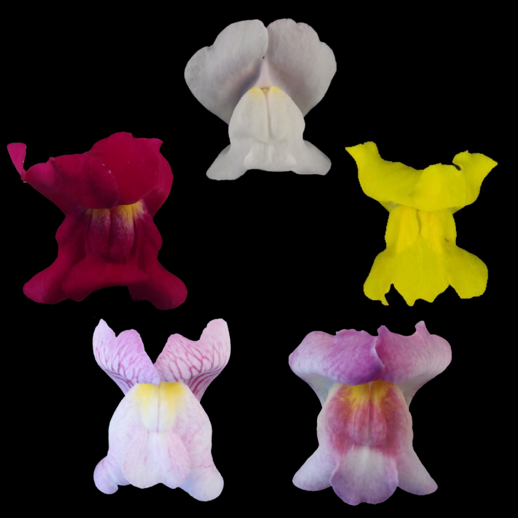 Research Programme – Coen Lab