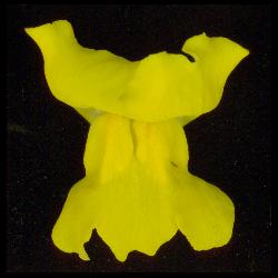 Research Programme – Coen Lab