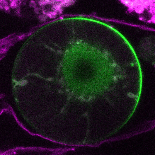 Coen Lab – Rico Coen's Research at the John Innes Centre