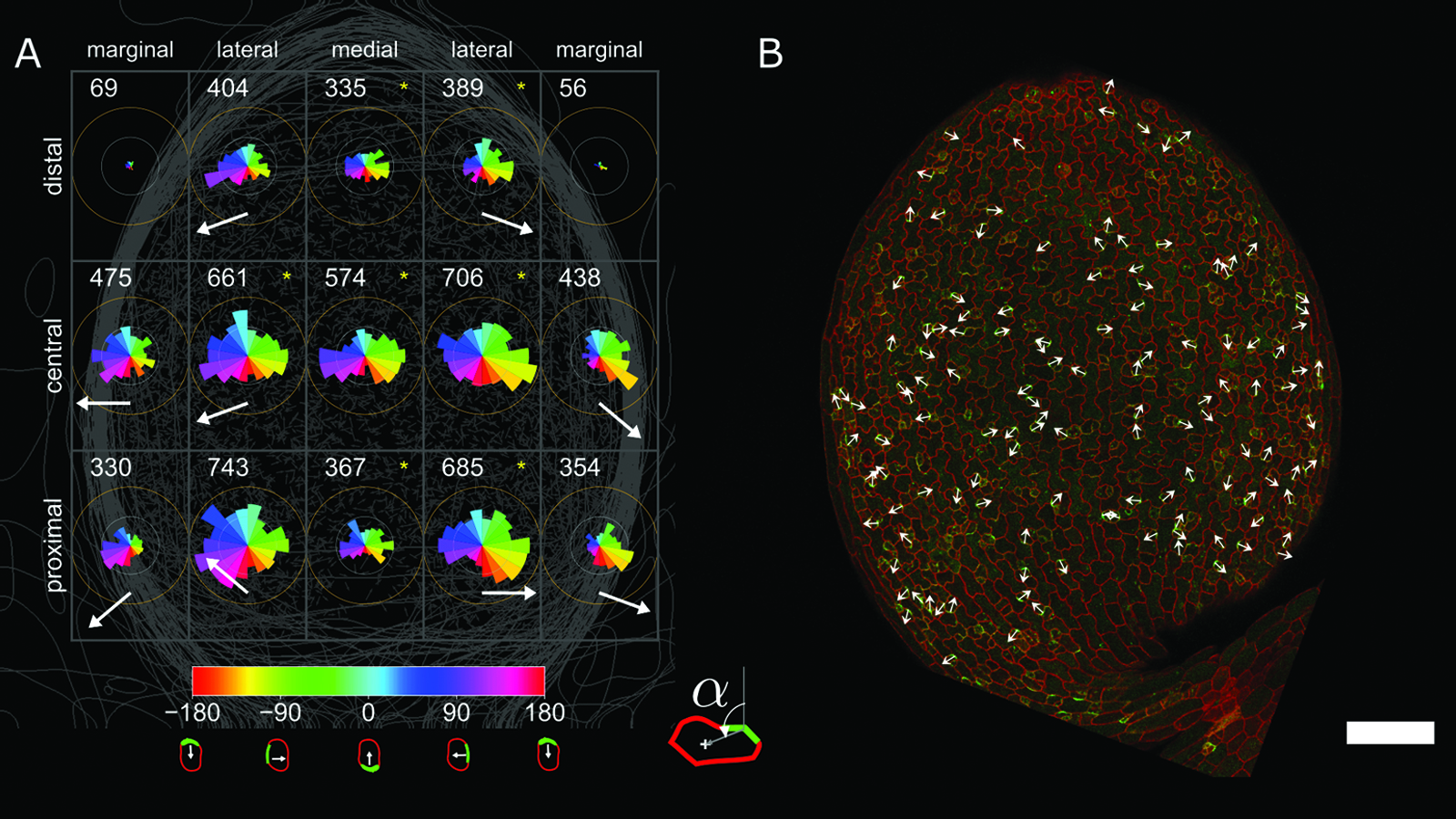 Publications – Coen Lab