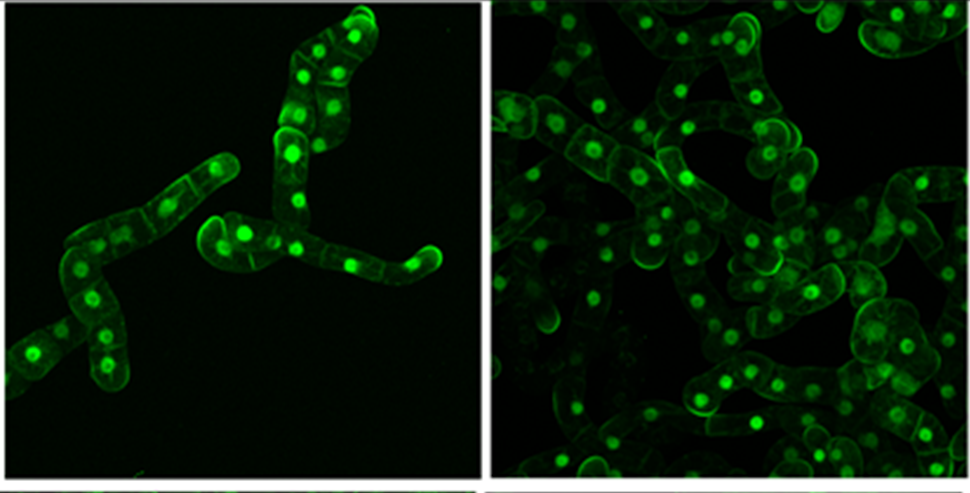 Research Programme – Coen Lab