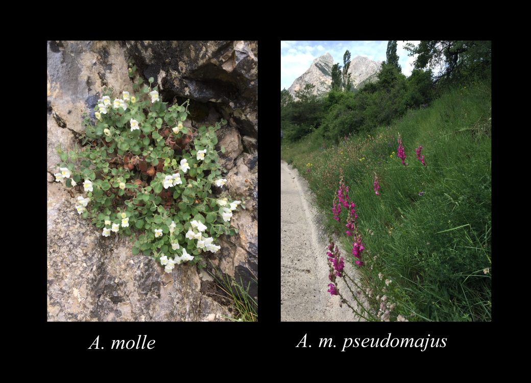 Research Programme – Coen Lab